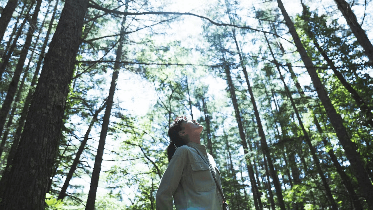 ‘Pension Metsa’ (2021) TV Review: A Relaxing Break For Your Brain ...